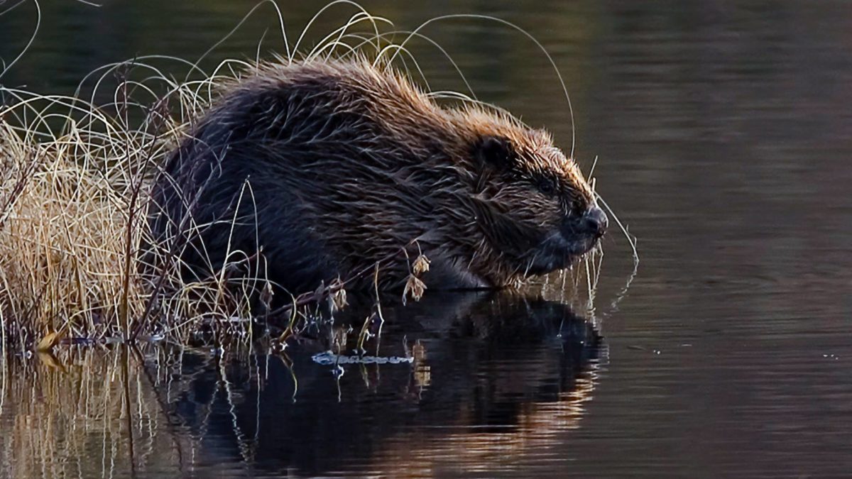 Return Of The Beaver: A Message That UK Wildlife Might Not Be Dammed ...