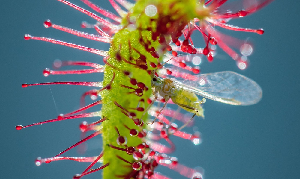 Rare flowers, ravenous flowers and gin (flowers) - Conservation Optimism