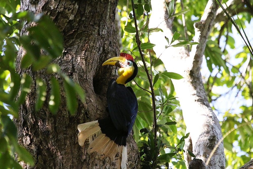 Conservation Optimism in pictures: Part 1 - Conservation Optimism