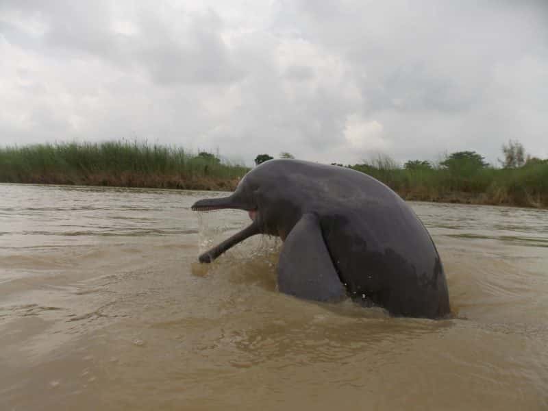 The Dolphin man of Bengal - Conservation Optimism