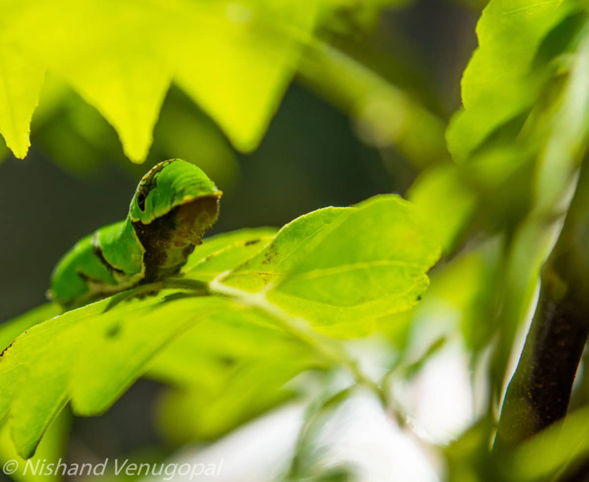 Nature's lesson during lockdown - Conservation Optimism