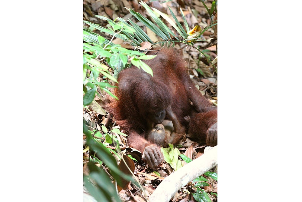 Conservation Optimism in pictures: Part 2 - Conservation Optimism