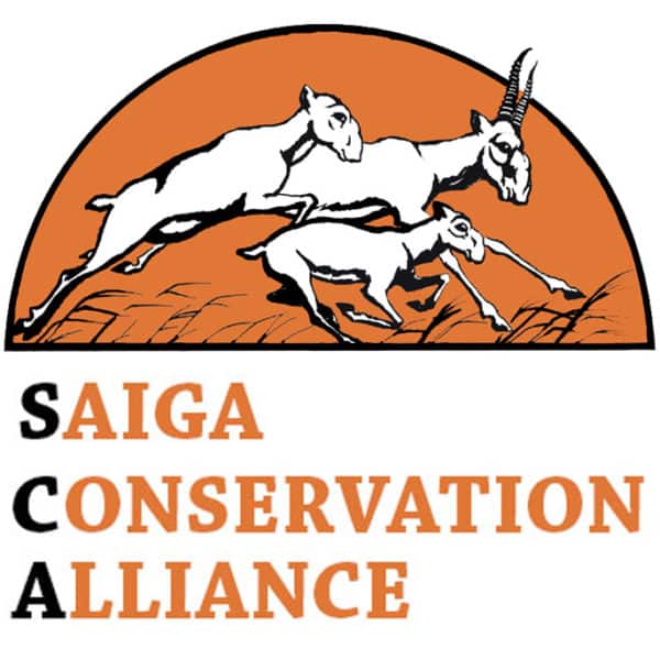 Saiga Conservation Alliance - Conservation Optimism