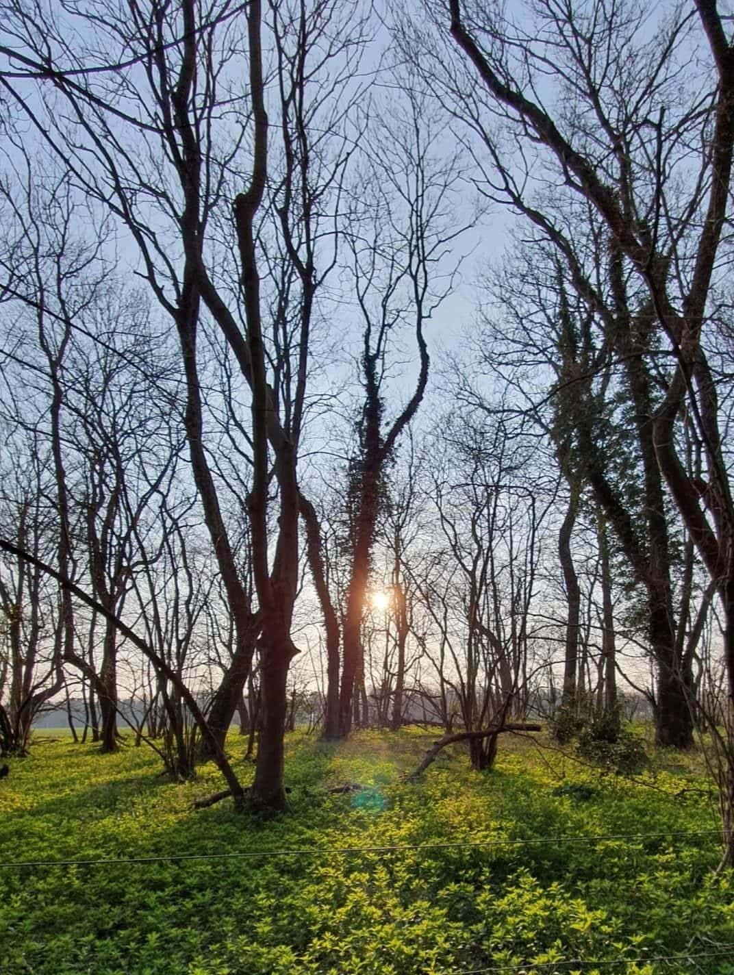 Experiencing nature during lockdown - Conservation Optimism