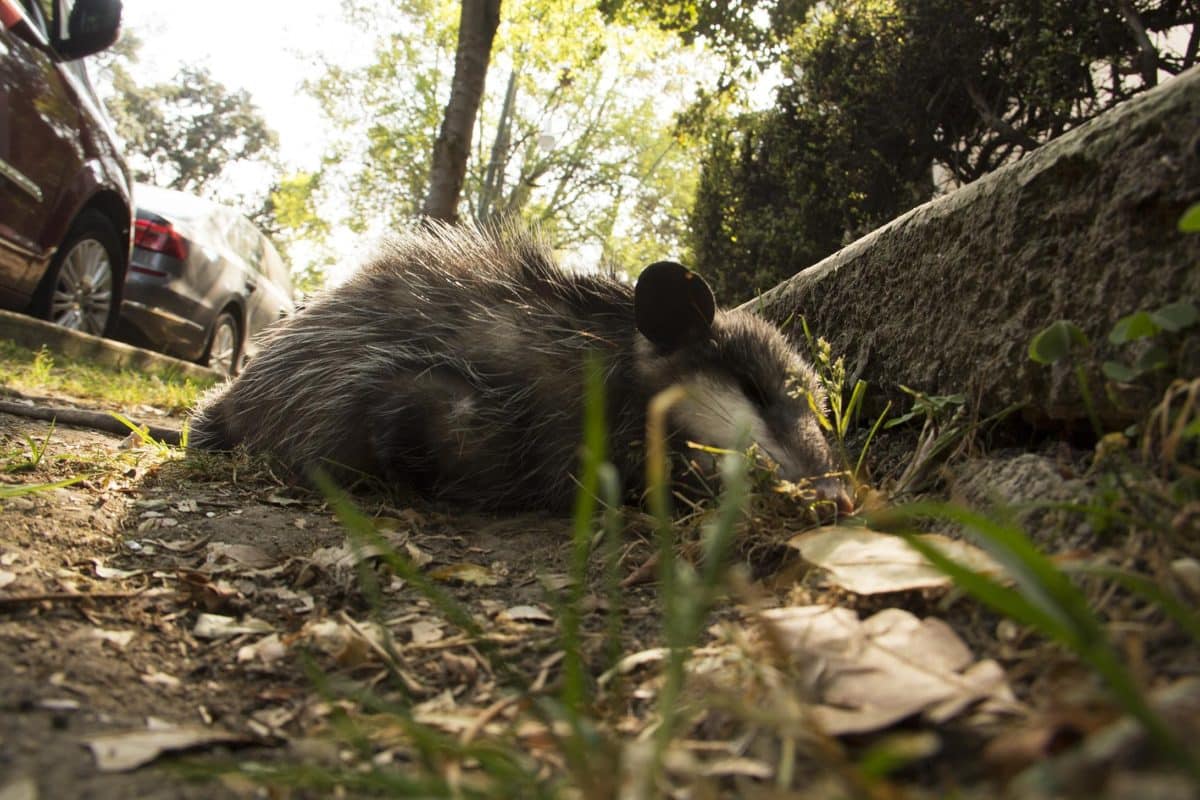 Mexico City’s Wildlife - Conservation Optimism