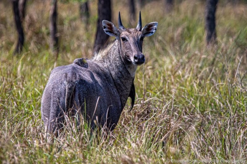 The journey of a kid into conservation - Conservation Optimism