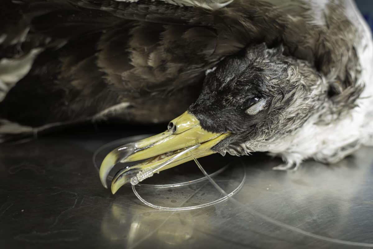 An innovative ‘scary-bird’ kite that saves seabirds - Conservation Optimism