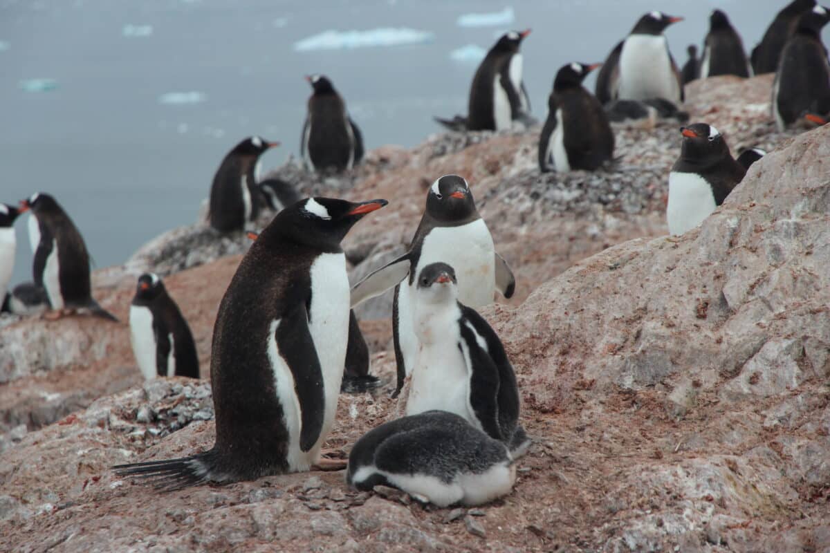 Polar Pursuits: Penguins, technology and climate change - Conservation ...