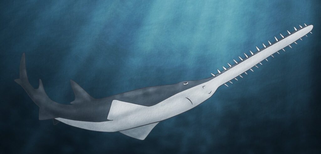 Sawfish in Papua: From Lake to Sea - Conservation Optimism