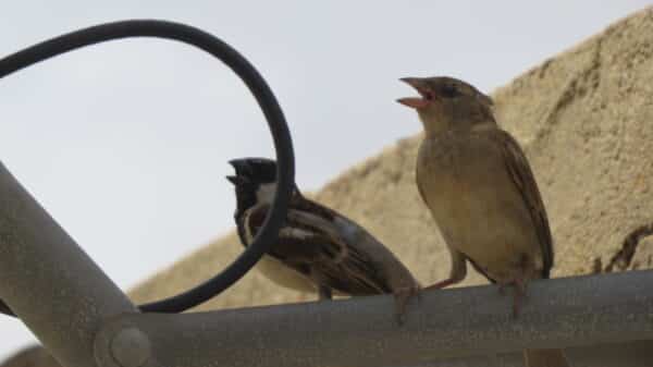 Houses for House Sparrows - Conservation Optimism