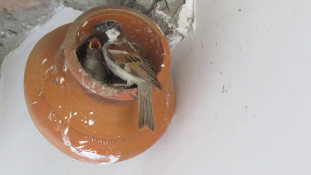 Houses for House Sparrows - Conservation Optimism