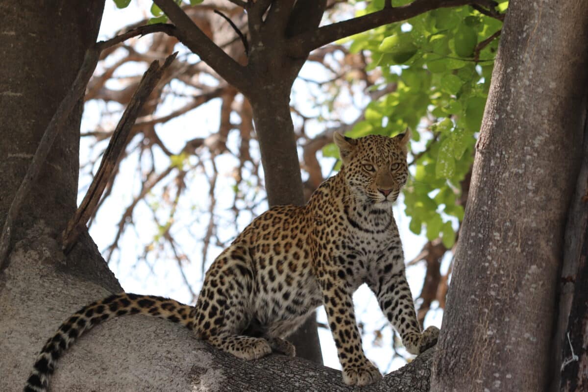 Home - Conservation Optimism