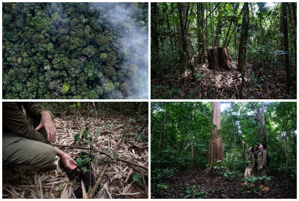 Nature Recovery Art Exhibition - Conservation Optimism