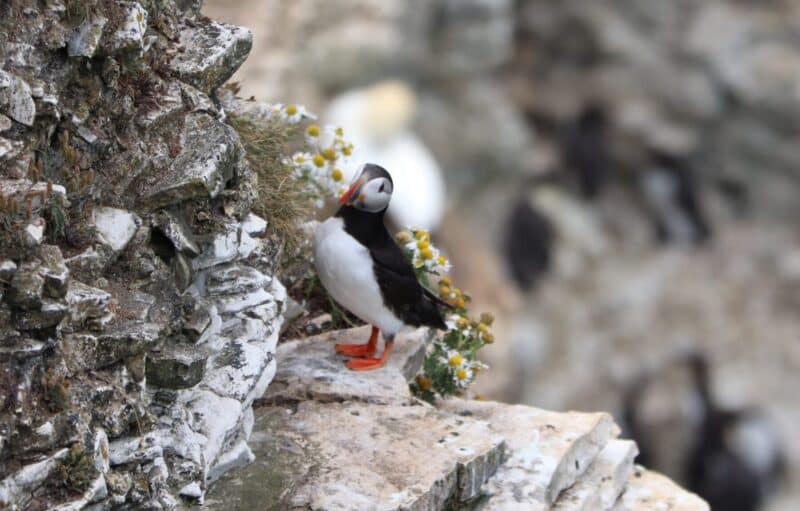 Home - Conservation Optimism