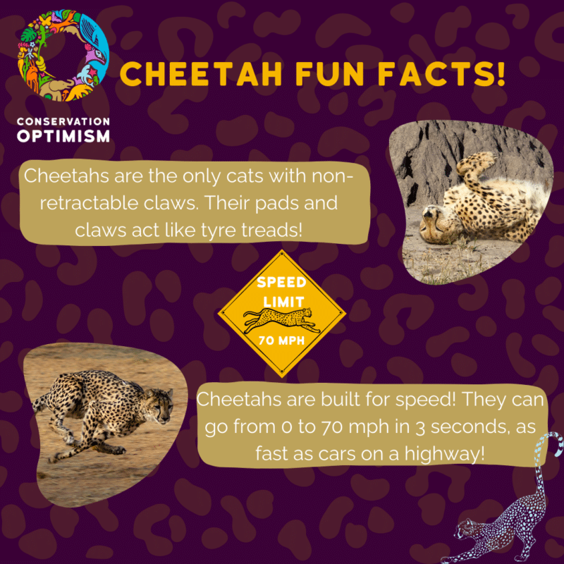 “Save the cheetah, save the world!” How the Cheetah Conservation Fund ...