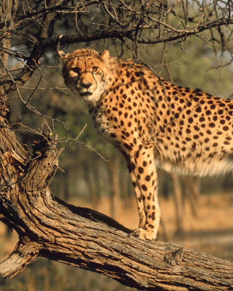 “Save the cheetah, save the world!” How the Cheetah Conservation Fund ...